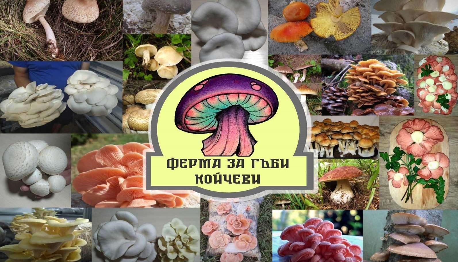 Технология за отглеждане на гъби - Ферма Койчеви